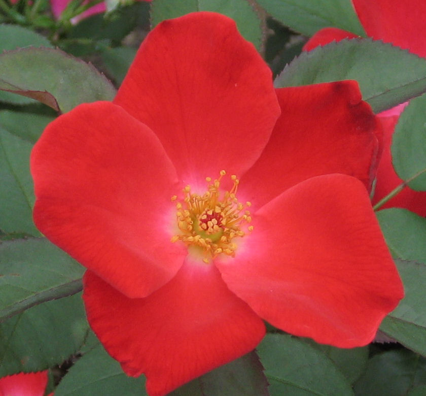 Home Run® Shrub Rose | Natorp's Online Plant Store