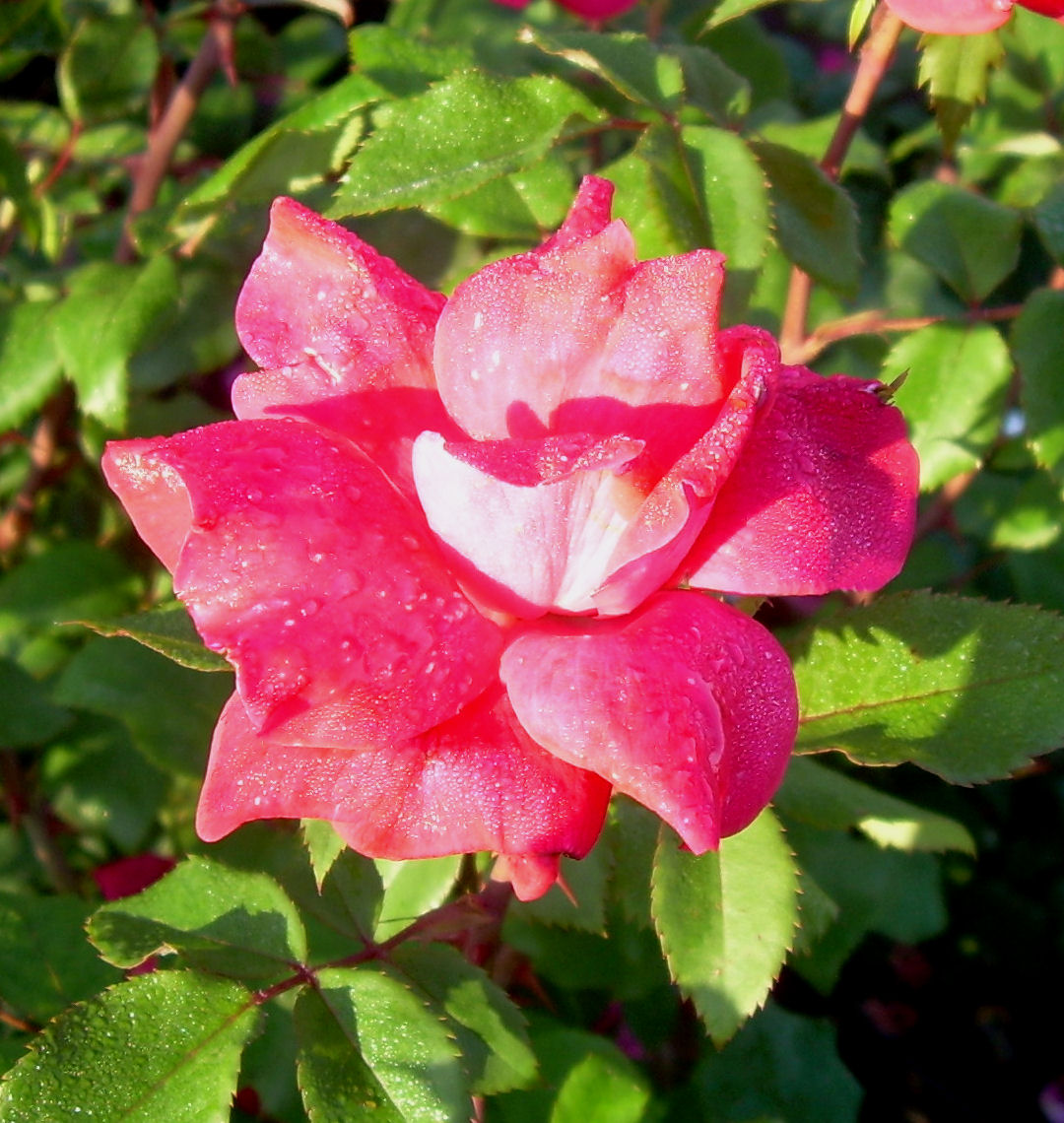 Knock Out® Rose (Original Red) | Natorp's Online Plant Store