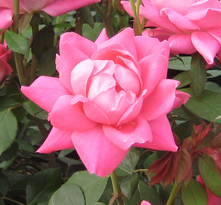 Pink Double Knock Out® Rose | Natorp's Online Plant Store
