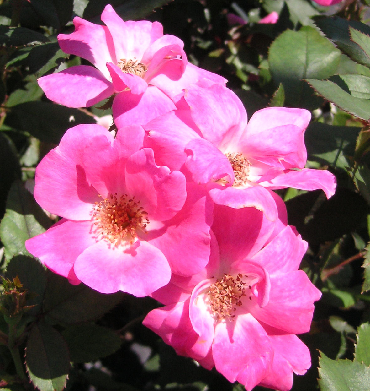 Pink Knock Out® Rose | Natorp's Online Plant Store