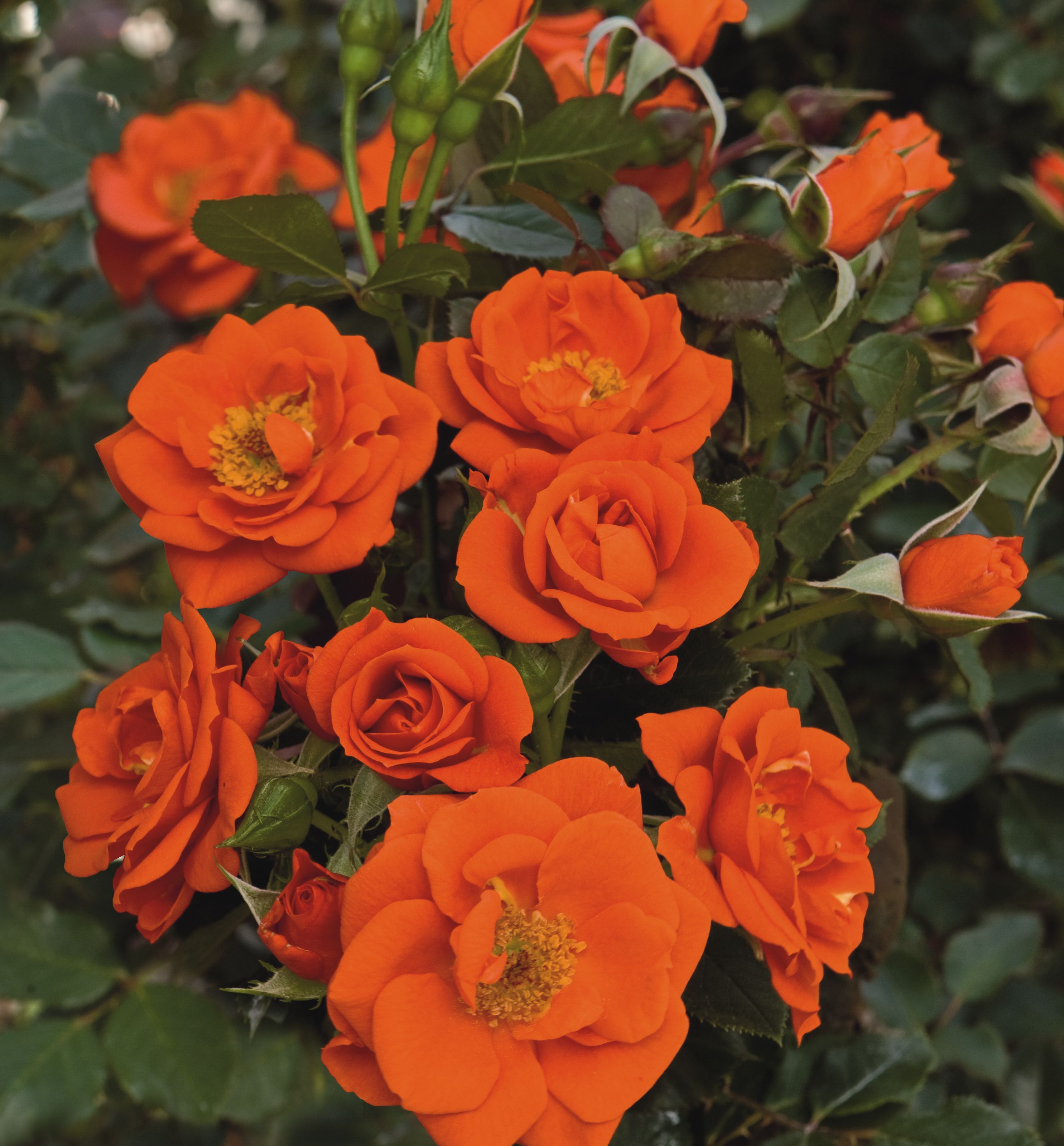 All a'Twitter™ Tree Rose | Natorp's Online Plant Store