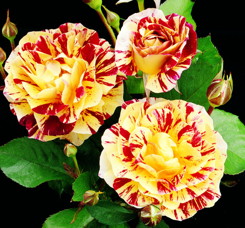 George Burns™ Rose | Natorp's Online Plant Store