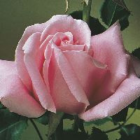 Bewitched Tree Rose | Natorp's Online Plant Store