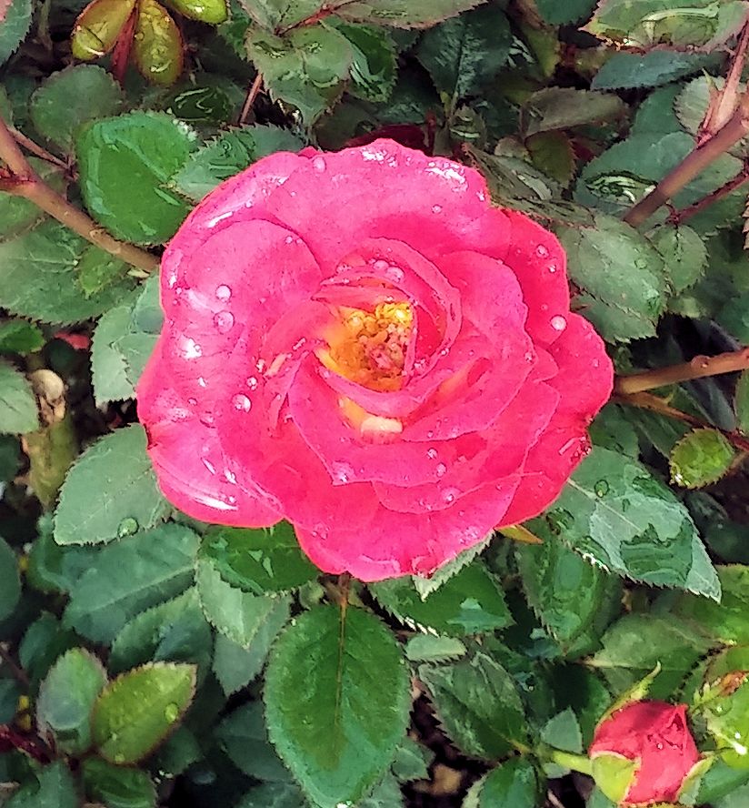Cherry Sunblaze® Miniature Rose | Natorp's Online Plant Store