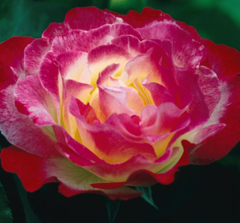 Double Delight Rose | Natorp's Online Plant Store
