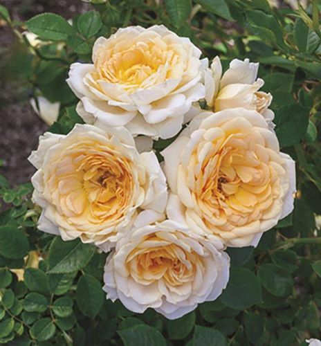 Edith's Darling™ Rose | Natorp's Online Plant Store