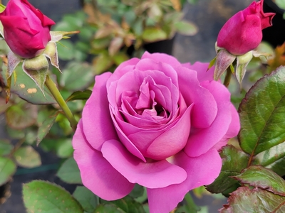Sunbelt® Plum Perfect Rose | Natorp's Online Plant Store