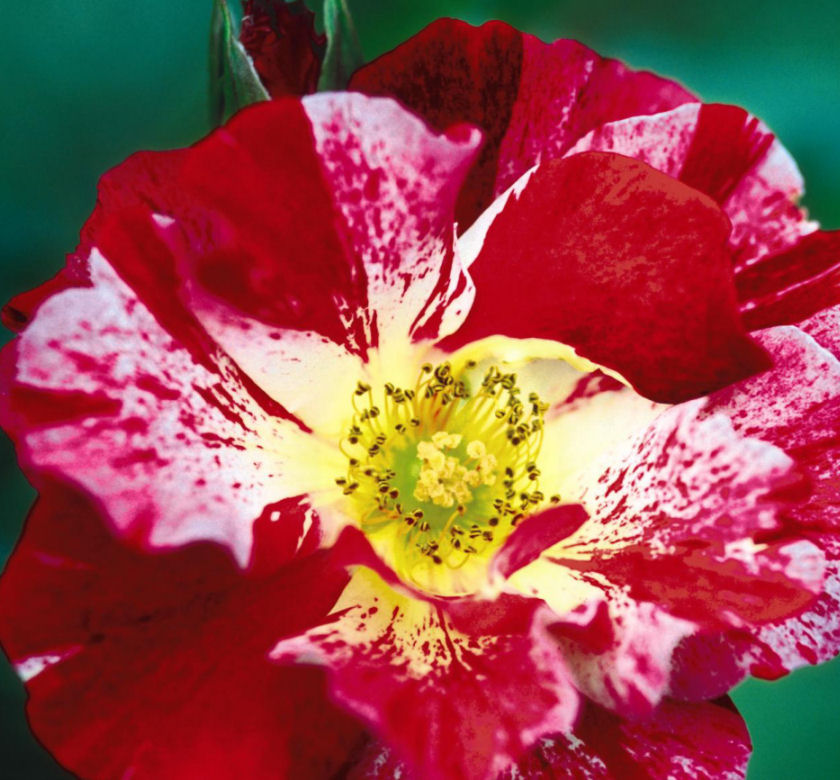 Fourth of July™ Climbing Rose | Natorp's Online Plant Store
