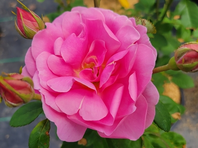 Sitting Pretty™ Rose | Natorp's Online Plant Store