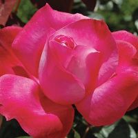 Girls' Night Out Rose | Natorp's Online Plant Store