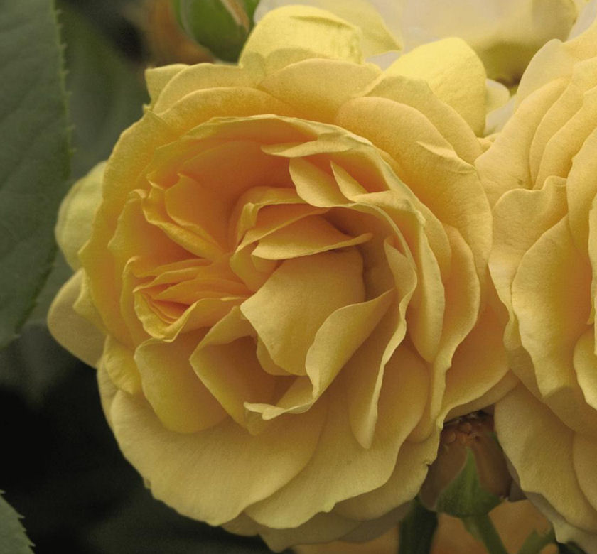 Julia Child™ Rose | Natorp's Online Plant Store