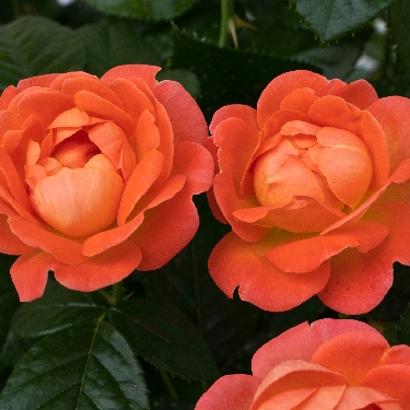 Orange Glow Knock Out® Rose | Natorp's Online Plant Store