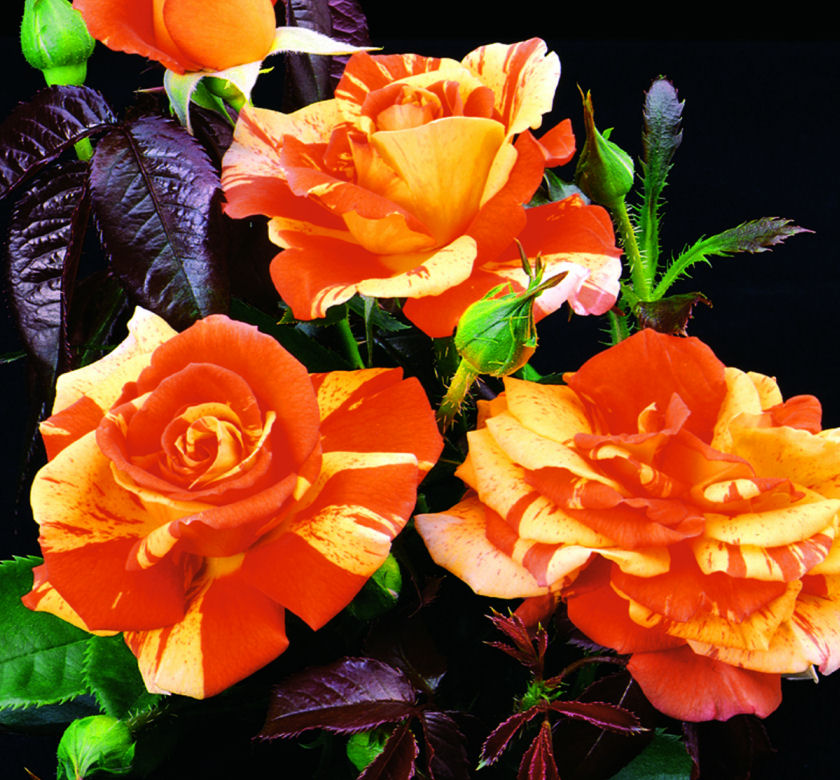 Oranges 'N Lemons Rose | Natorp's Online Plant Store