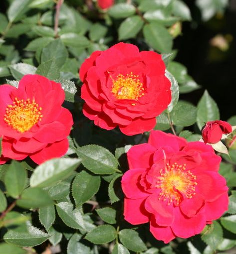 Oso Easy® Urban Legend® Rose | Natorp's Online Plant Store