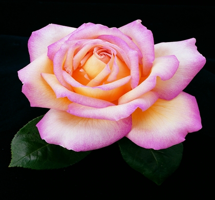 Peace Rose | Natorp's Online Plant Store
