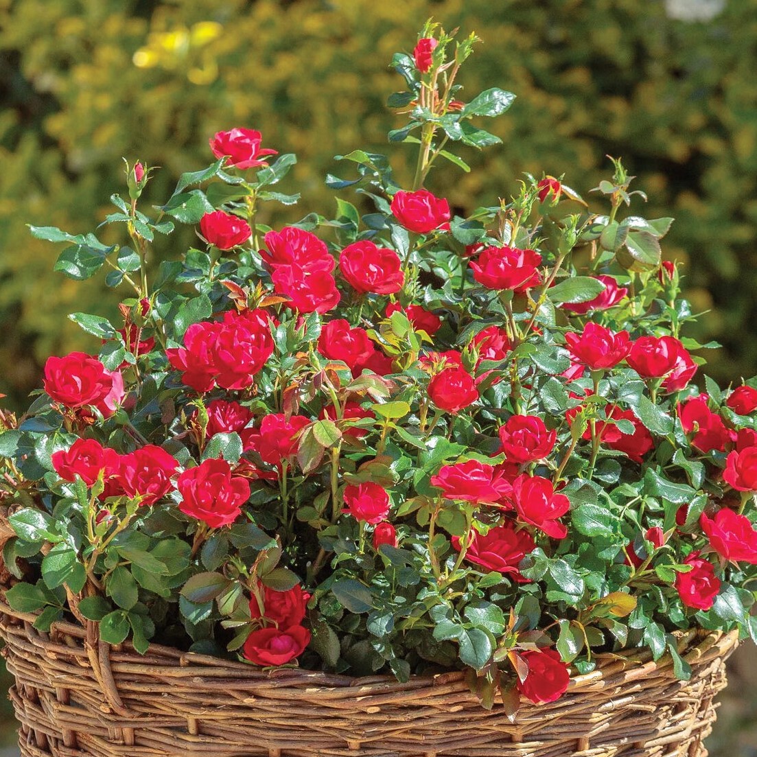 Petite Knock Out® Rose | Natorp's Online Plant Store