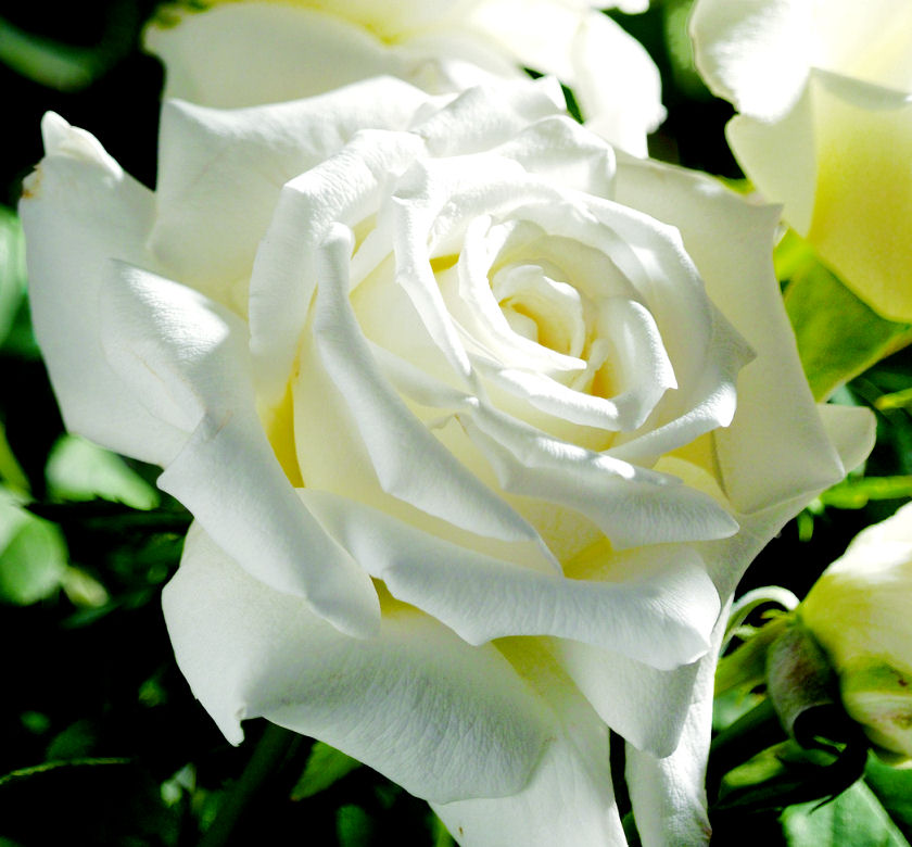 Pope John Paul II™ Rose | Natorp's Online Plant Store
