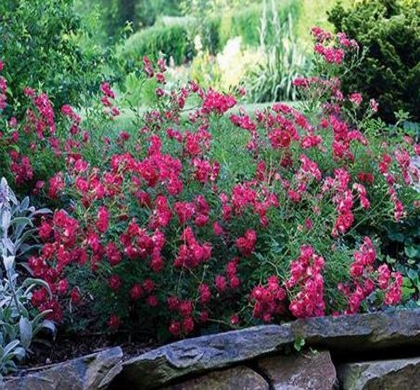Red Drift® Rose | Natorp's Online Plant Store