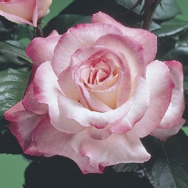 Secret™ Rose | Natorp's Online Plant Store