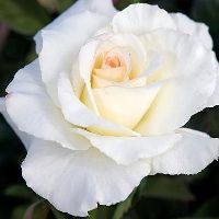 Secret's Out!™ Rose | Natorp's Online Plant Store