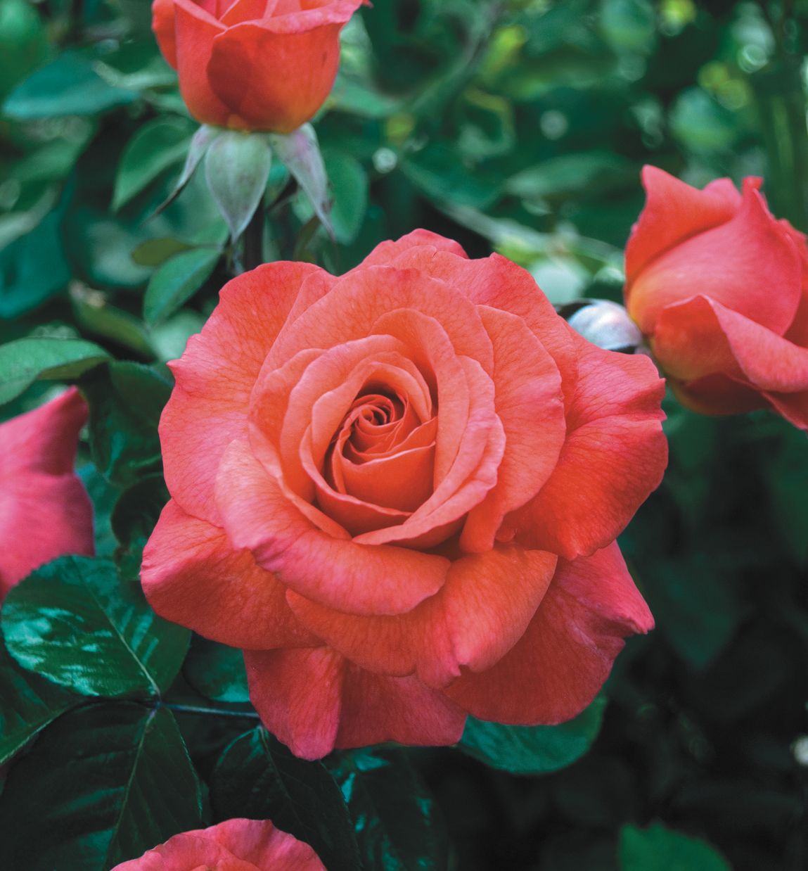 Sedona™ Rose | Natorp's Online Plant Store