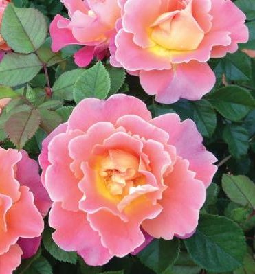 Fruity Petals™ Climbing Rose | Natorp's Online Plant Store