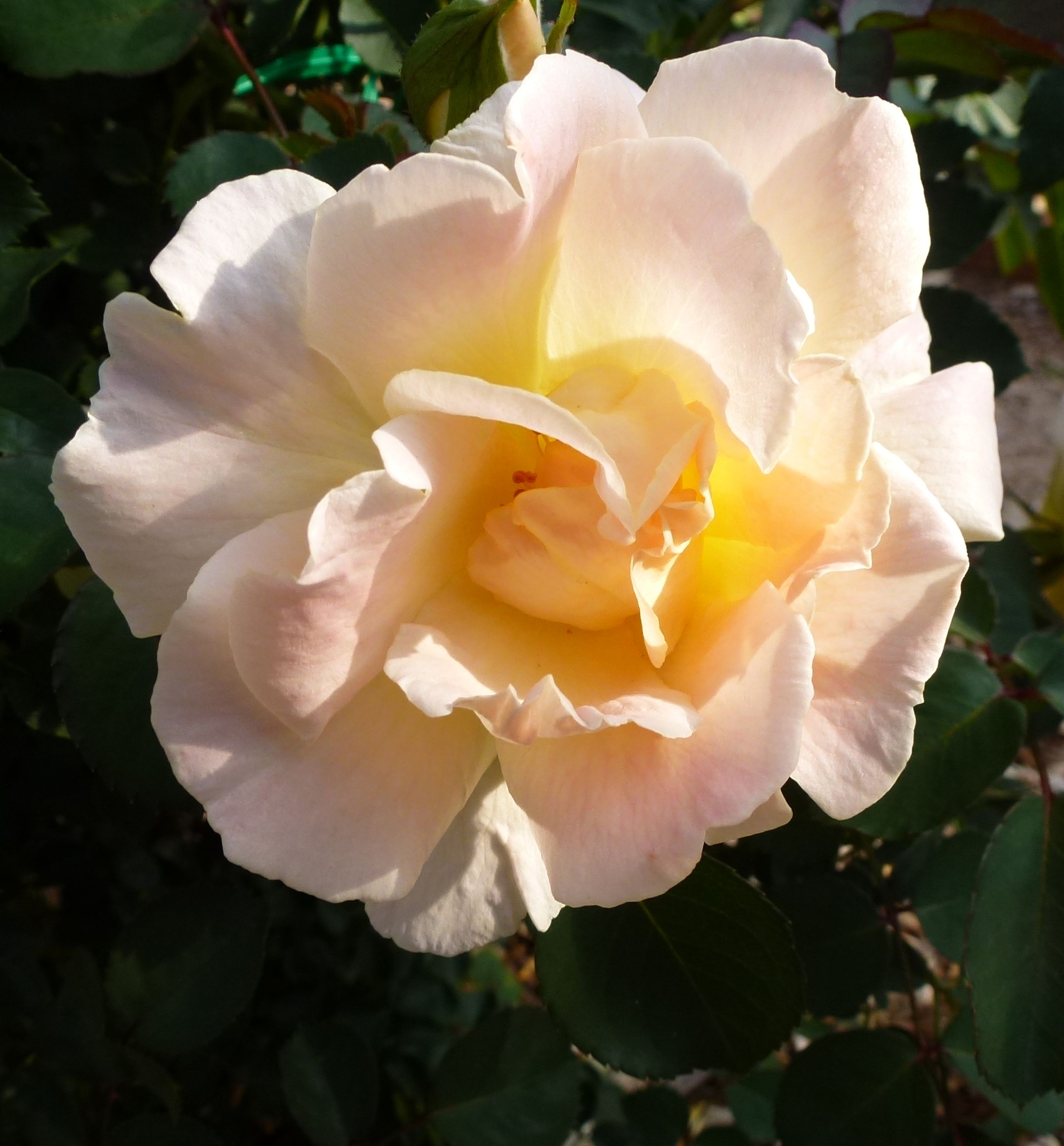 Brindabella Glow™ Rose | Natorp's Online Plant Store