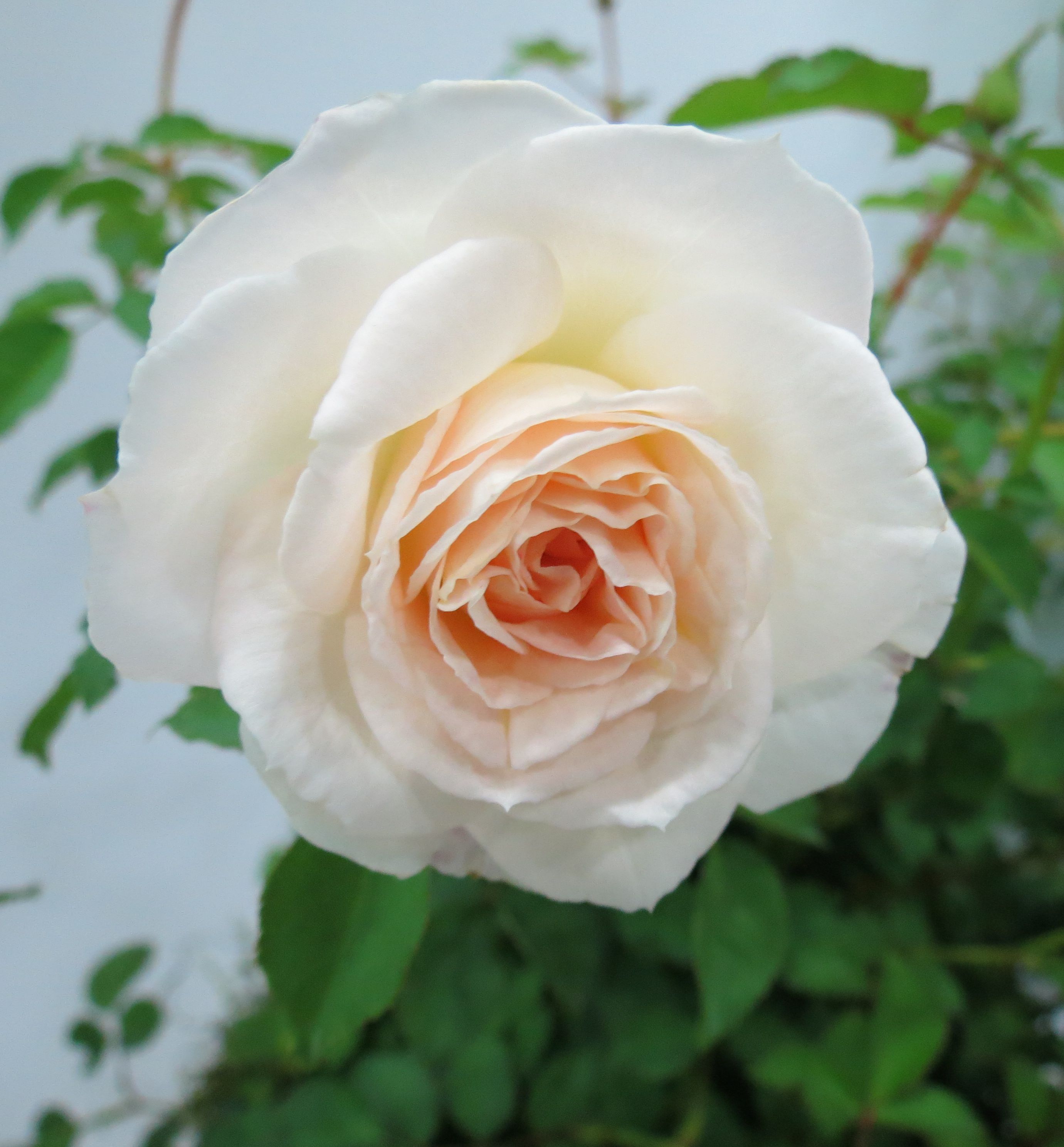 Brindabella Touch of Pink™ Rose | Natorp's Online Plant Store