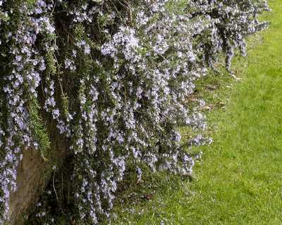 Cascade Rosemary | Natorp's Online Plant Store