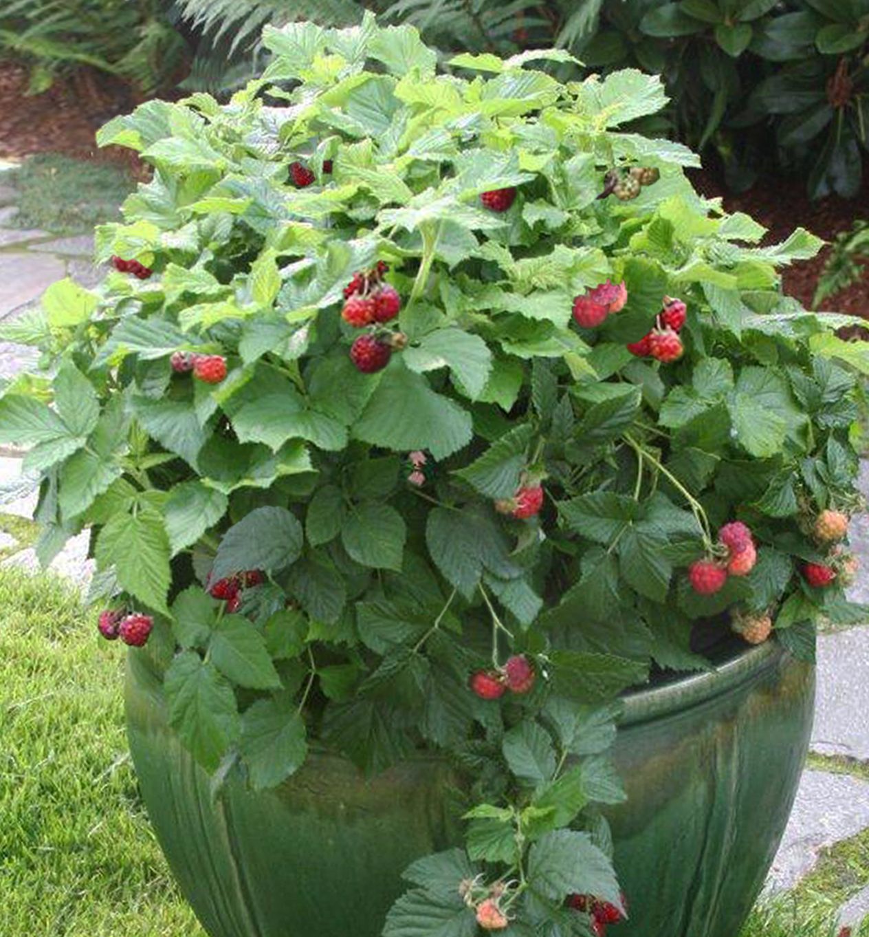 Bushel and Berry® Raspberry Shortcakes® | Natorp's Online Plant Store