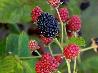 Bushel and Berry® Baby Cakes® Blackberry | Natorp's Online Plant Store