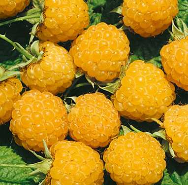 Fall Gold Raspberry | Natorp's Online Plant Store