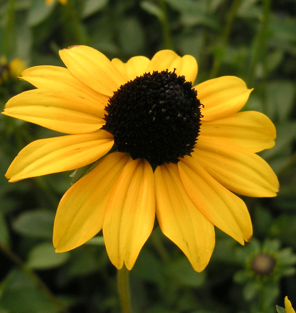 Viette's Little Suzy Black Eyed Susan | Natorp's Online Plant Store