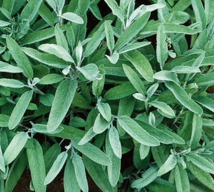 Common Sage | Natorp's Online Plant Store