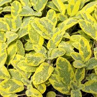 Golden Sage | Natorp's Online Plant Store