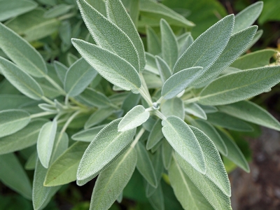 White Dalmatian Sage | Natorp's Online Plant Store