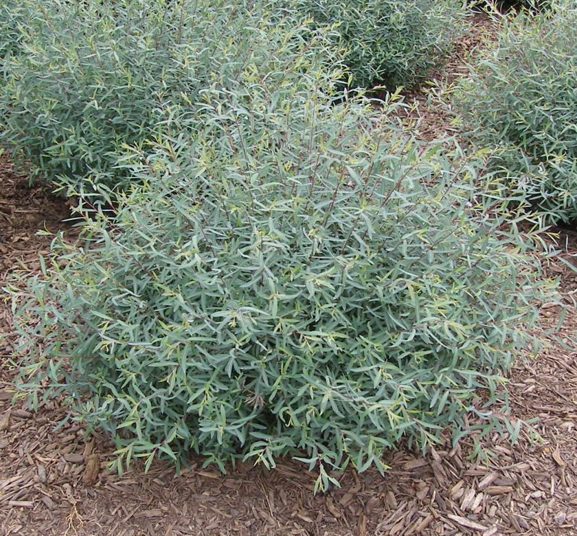 Dwarf Blue Arctic Willow | Natorp's Online Plant Store