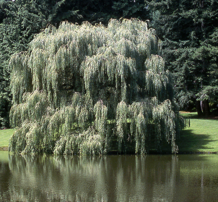 Golden Weeping Willow (Niobe Willow) | Natorp's Online Plant Store