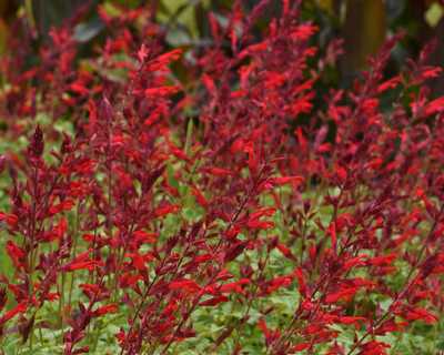 Roman Red Salvia | Natorp's Online Plant Store