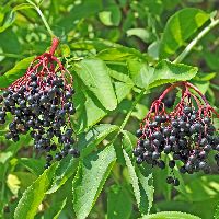 Common Elderberry | Natorp's Online Plant Store