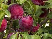 Santa Rosa Japanese Plum - Weeping | Natorp's Online Plant Store