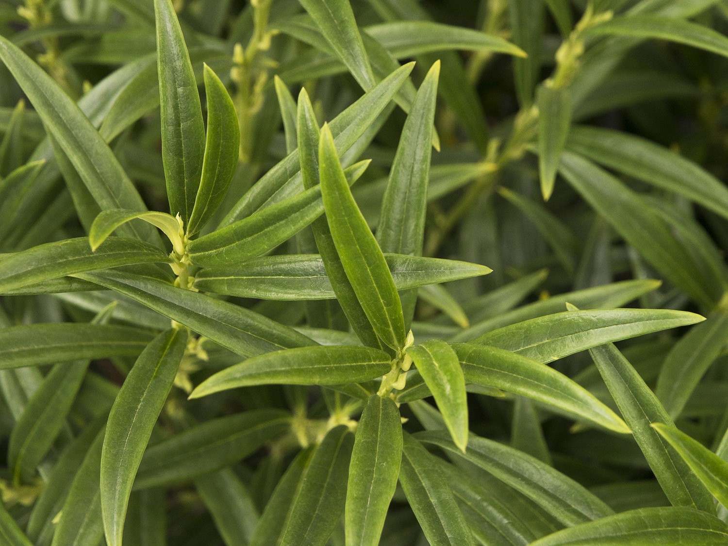 Tony Shilling Sweet Box (Sarcococca) | Natorp's Online Plant Store