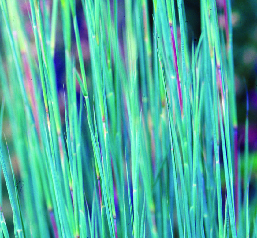 The Blues Little Blue Stem Grass | Natorp's Online Plant Store