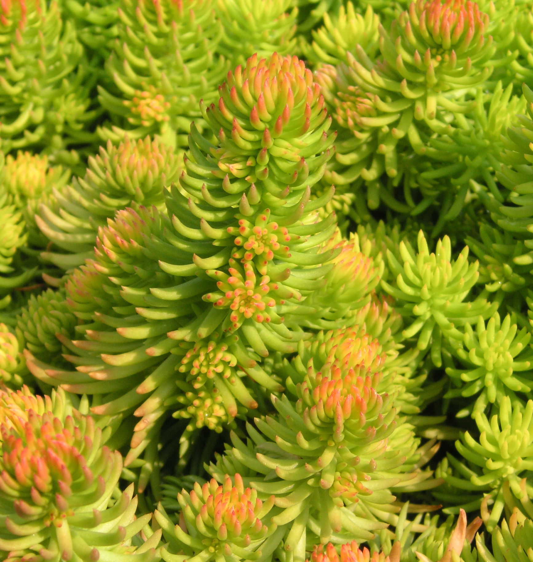 Angelina Creeping Stonecrop | Natorp's Online Plant Store