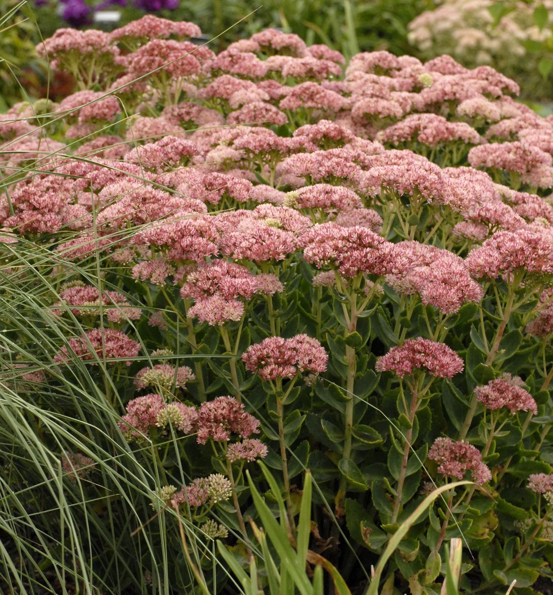Autumn Fire Stonecrop | Natorp's Online Plant Store