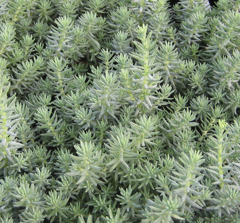 Blue Spruce Creeping Stonecrop | Natorp's Online Plant Store