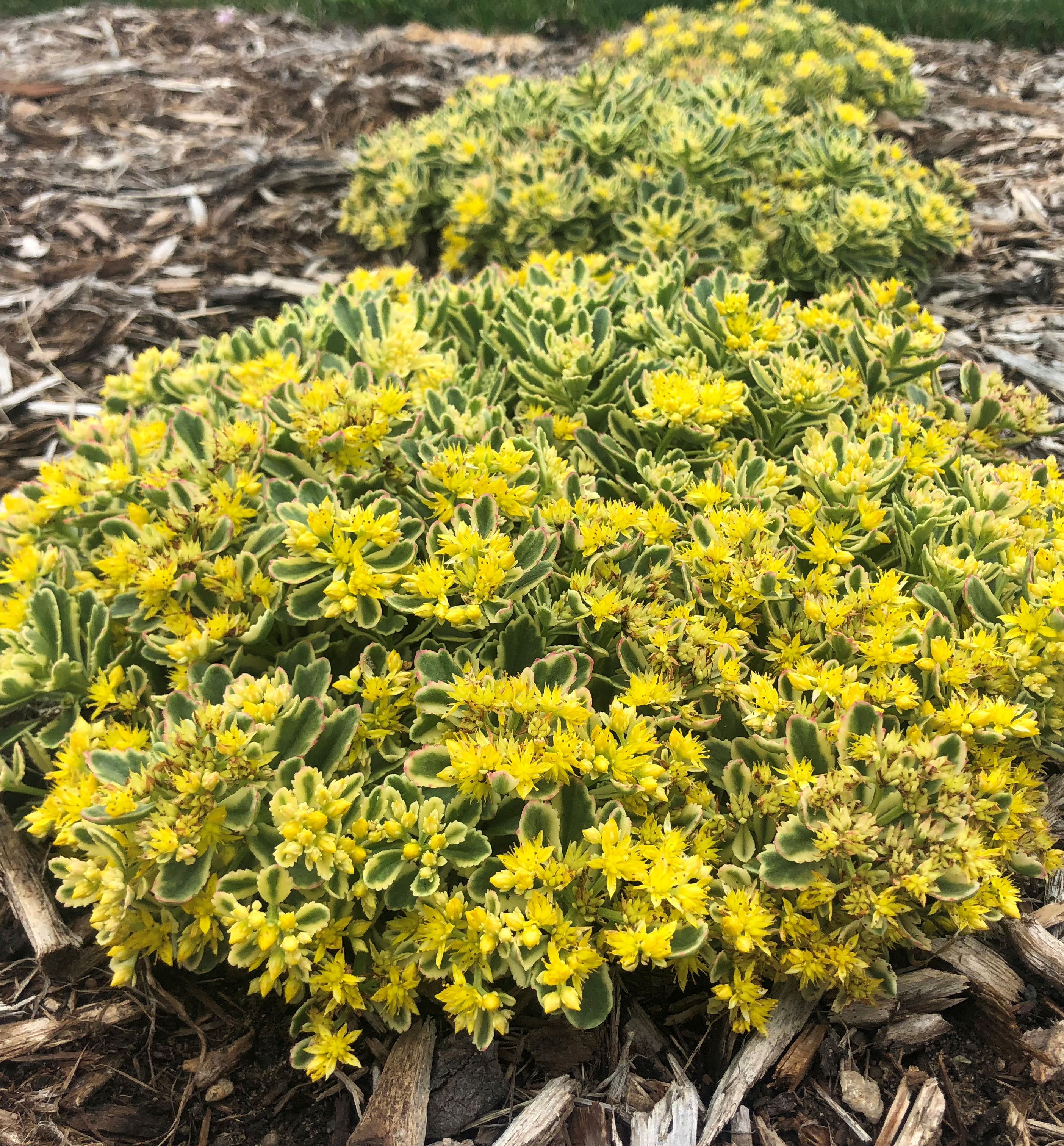 Rock 'N Grow® Boogie Woogie Stonecrop | Natorp's Online Plant Store
