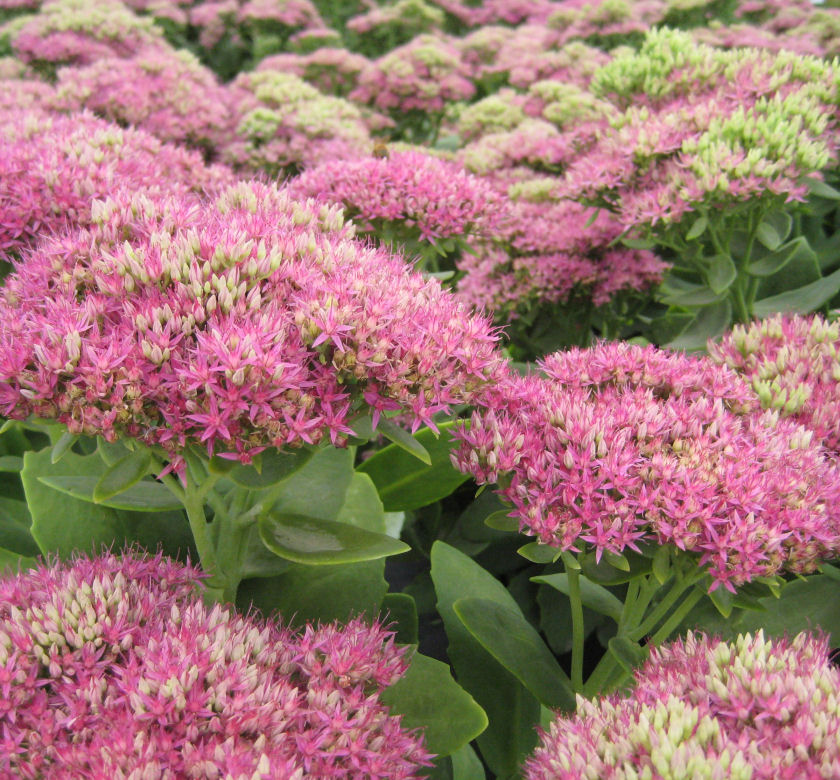 Neon Upright Stonecrop | Natorp's Online Plant Store