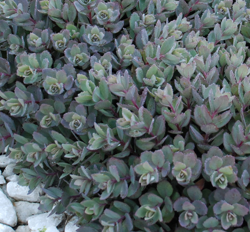 Dazzleberry Creeping Stonecrop | Natorp's Online Plant Store