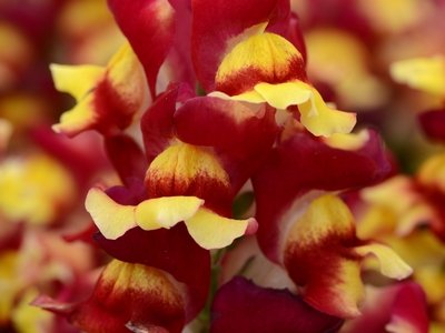 Snapshot™ Red Bicolor Snapdragon | Natorp's Online Plant Store